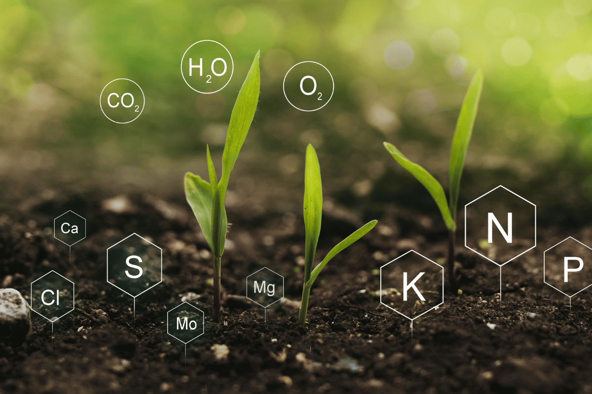 Sources and Functions of Minerals in Food: Fuel Your Body with the Rig